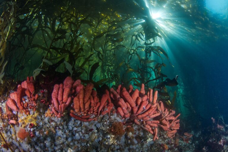 The Invisible Life of the Falkland Islands: How eDNA Research is ...