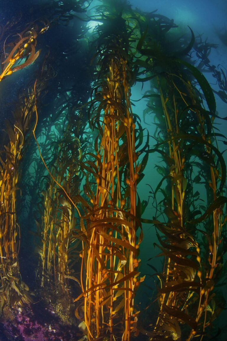 The Invisible Life of the Falkland Islands: How eDNA Research is ...