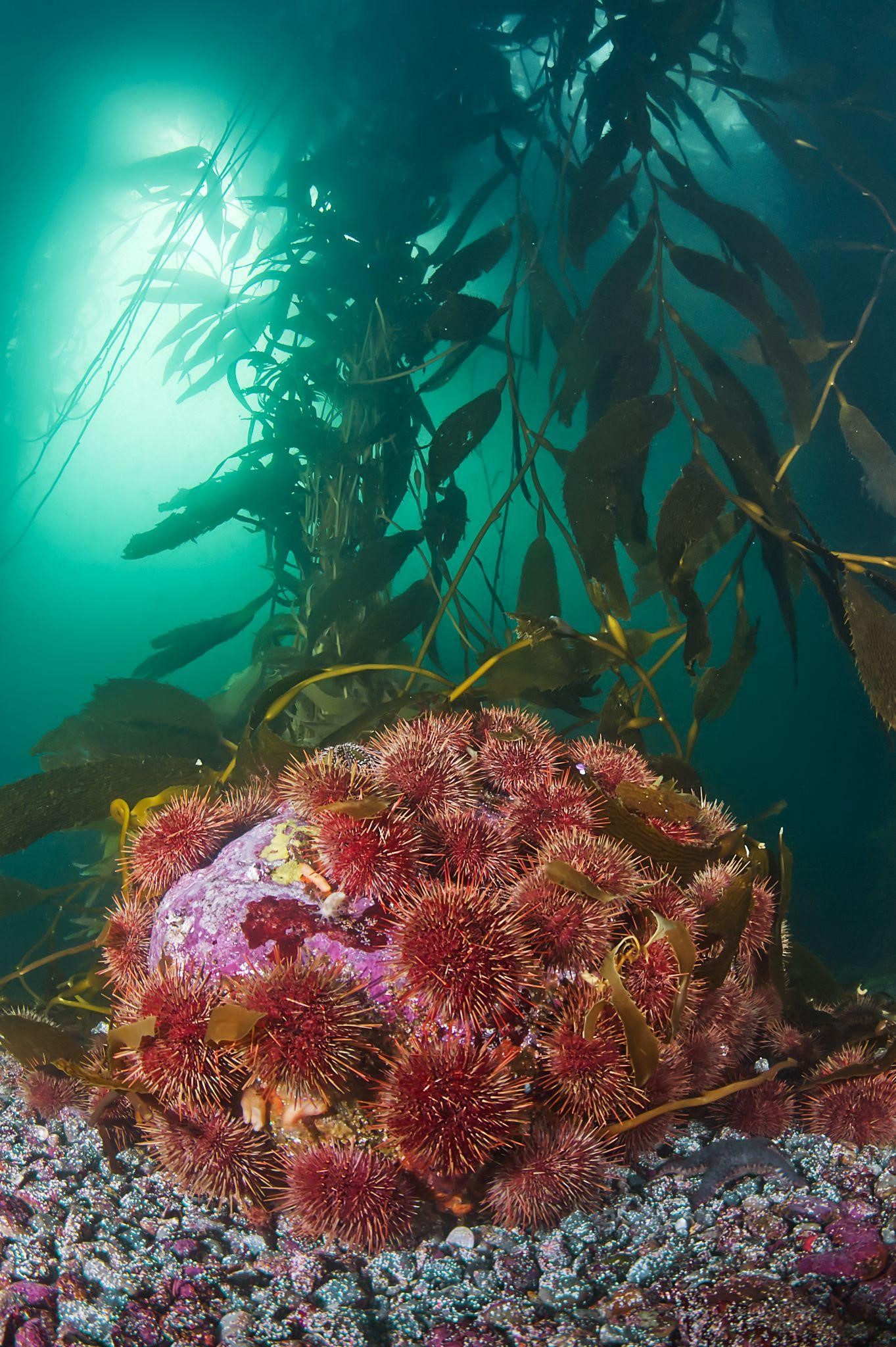 The Invisible Life of the Falkland Islands: How eDNA Research is ...