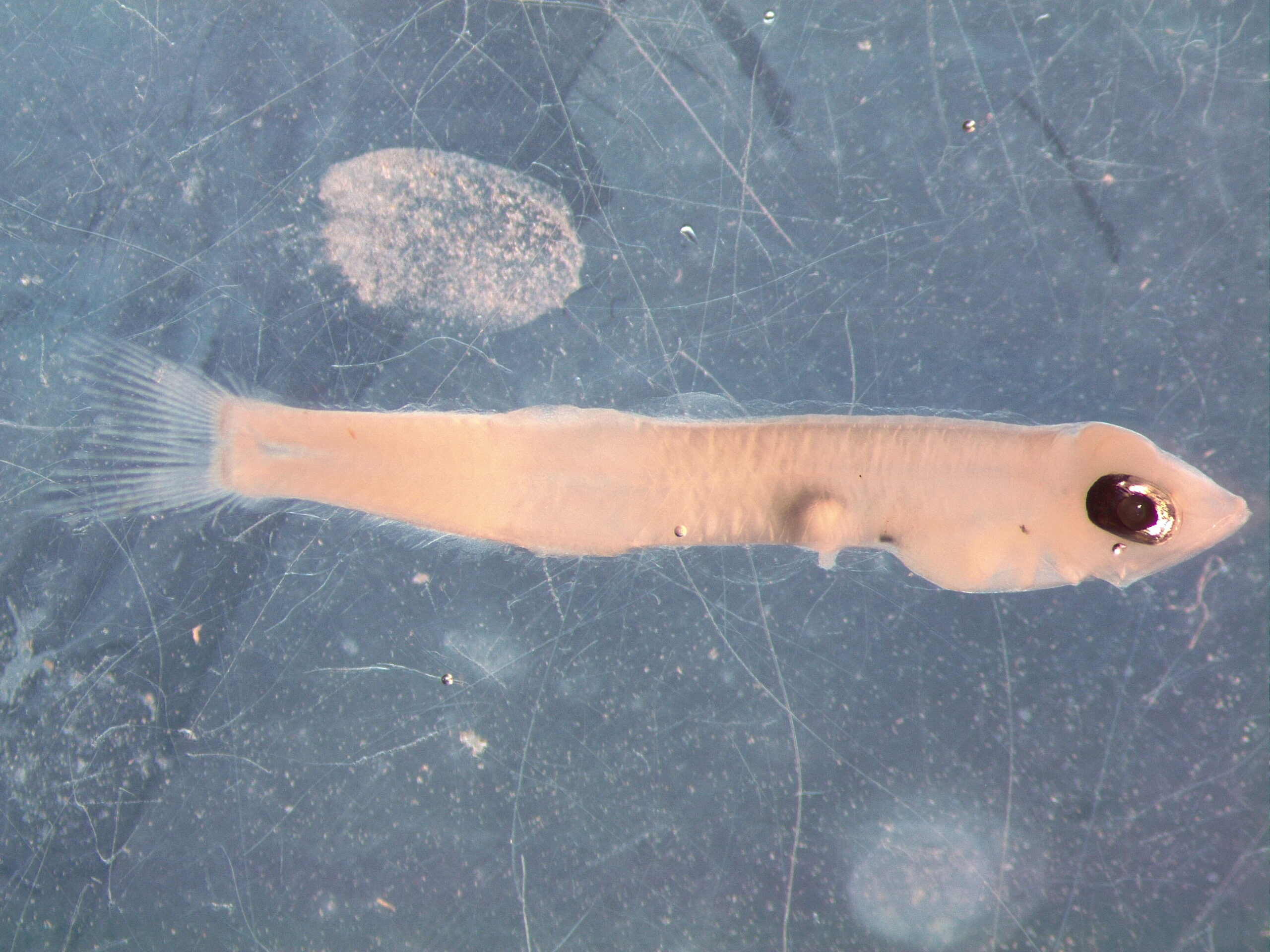 Seasons Change - SAERI