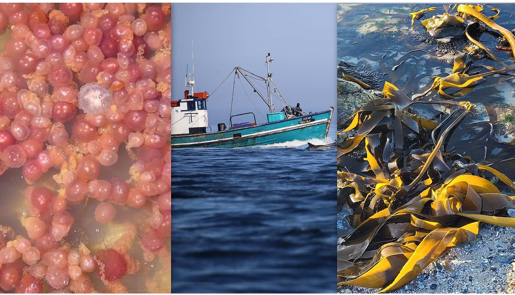 Blue Carbon Potential in Namibia – a collaborative project with the One ...